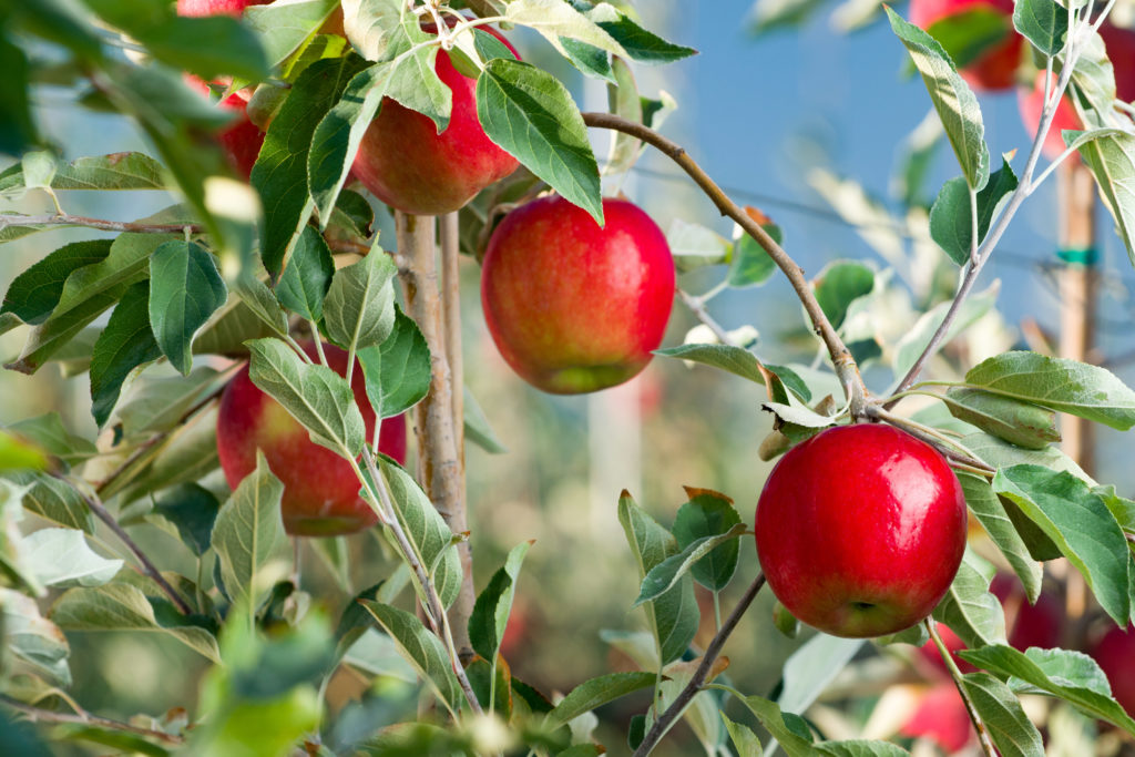 Rave Archives - Stemilt Core