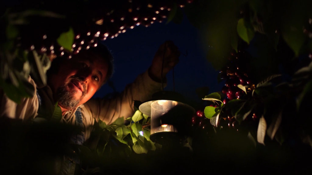 Moon Cherries Archives - Stemilt Core