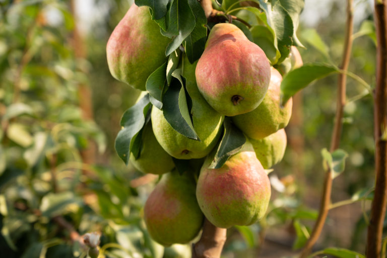 Happi Pear Archives - Stemilt Core