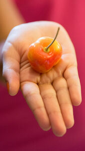 Giving Back - Stemilt Core