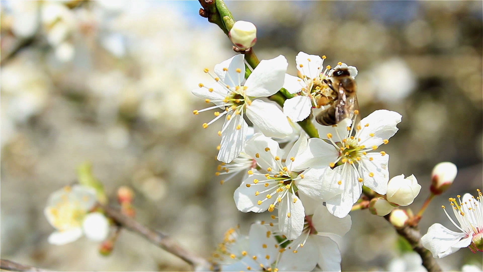 Cherries Archives - Stemilt Core